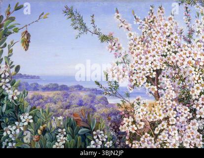 Marianne North (1830-1890) - Australian Sandalwood with Mistletoe and ...