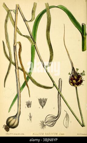 *Bentley und Trimen* from 1880 illustrates *Anthemis nobilis* and ...