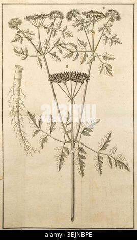 Water hemlock Conium maculatum flowers, with nature green background ...