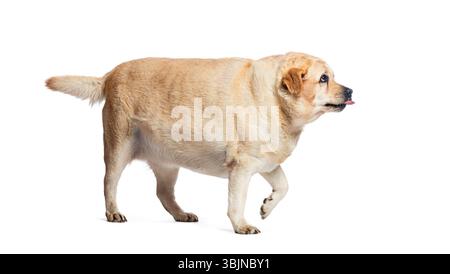 Side view of a Overweight fat labrador retriever dog sitting and ...