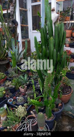 Mini cactus plant potted on blurred garden background Stock Photo - Alamy