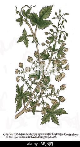 Humulus lupulus, commonly known as hops, is a flowering plant native to ...