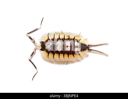 Giant Spanish Isopod, Porcellio expansus, isolated on white Stock Photo ...