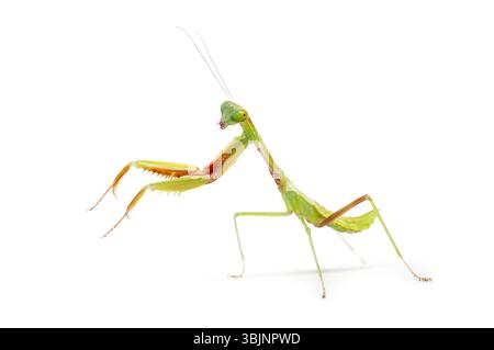 Australian Giant Mantis Nymph stage three, Hierodula majuscula ...