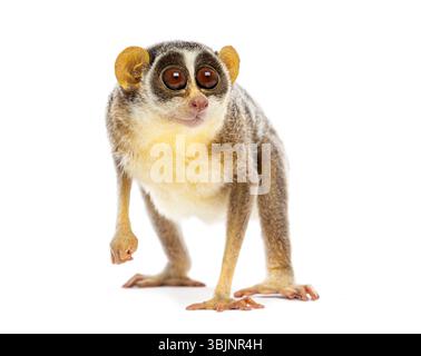 Gray slender loris, Loris lydekkerianus, standing and looking up Stock ...