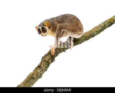 Gray slender loris, Loris lydekkerianus, carefully balancing on a ...