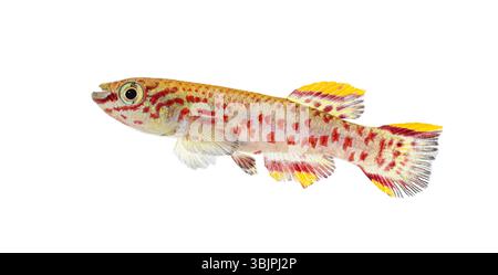 Blue lyretail (Fundulopanchax gardneri), male Stock Photo - Alamy