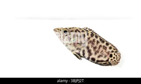 Side view of a Leopard bush fish, Ctenopoma acutirostre, isloated on ...