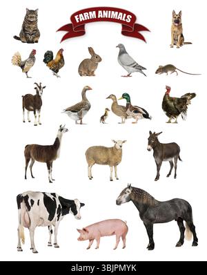 Poster of farm animals including a horse, cow, pig, sheep, goat, goose ...