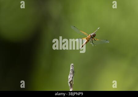 Scarce chaser Libellula fulva taking off to chase an insect Stock Photo ...