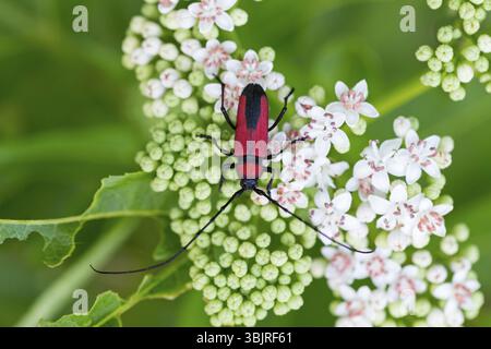 (Purpuricenus budens), longhorn beetle, animals, insects, family of ...