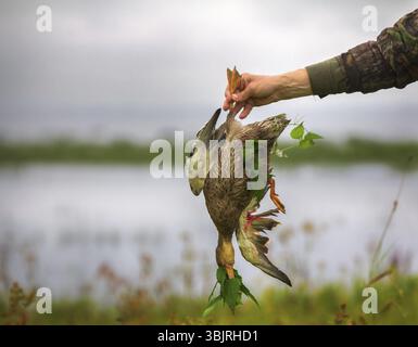 Methods of temporary preservation of game fowl in hot weather. Beak and ...