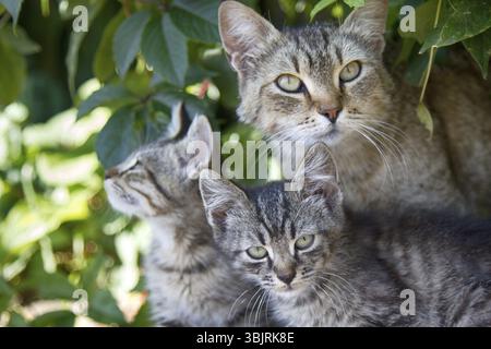 Cat and kittens ordinary breeds, wild paint, stray cats on street (in ...