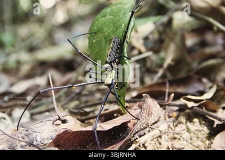 A large spider (probably Heteropoda genus) in rainforest a spider ...