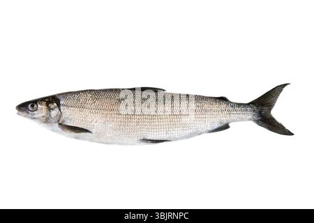 Whitefish (Coregonus lavaretus) - very polymorphic species of fish ...