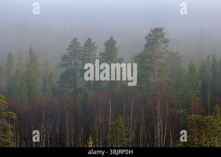 Light-coniferous taiga (predominance of Lapland pine, Pinus friesiana ...