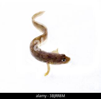 Very attractive animal in different poses Stock Photo - Alamy