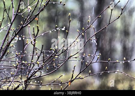 Rain drops and fog build up on the branches. Posting closeup camera ...