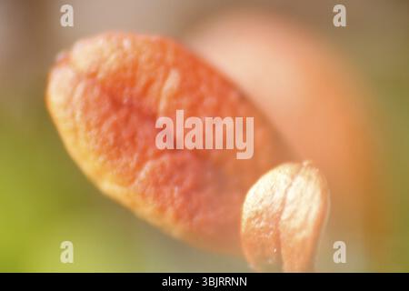 foxberry (Arctostaphylos). Plants from mountain tundra (leaves, stems ...