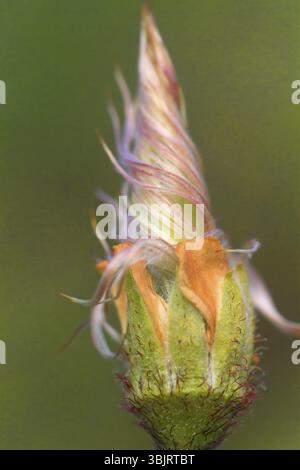 Enlarged flowers (even outwardly simple) look amazingly beautiful when ...