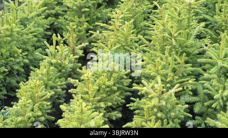 Forest nursery for growing spruce seedlings. Eastern Europe forestry ...