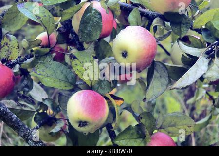 look of wild edible apples Stock Photo - Alamy