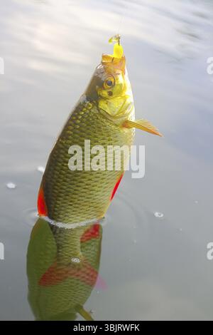 Common Rudd, Scardinius erythrophthalmus, Cyprinidae. A bentho-pelagic ...