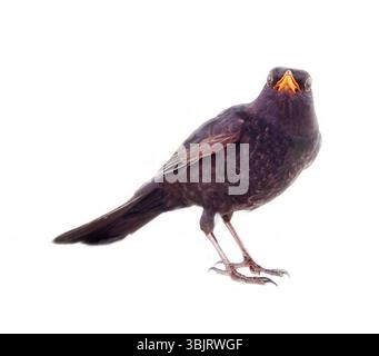 The blackbird (Turdus merula) is one of the best-known and most ...