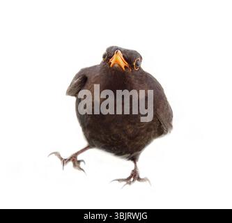 The blackbird (Turdus merula) is one of the best-known and most ...