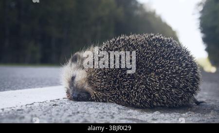 The unfortunate hedgehog is hit on the road by a car Stock Photo - Alamy