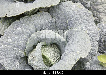 Cabbage in the garden, private farm - savoy cabbage after watering ...