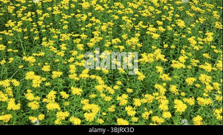 Flowers motley grass in field. Elecampane, nardus golden flower (Нnula ...
