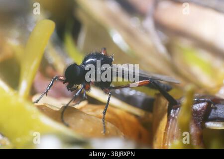 robber fly (Asilidae) blue-black, small predator, powerful jaw and ...
