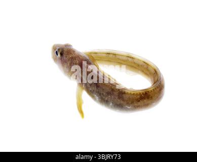 Very attractive animal in different poses Stock Photo - Alamy