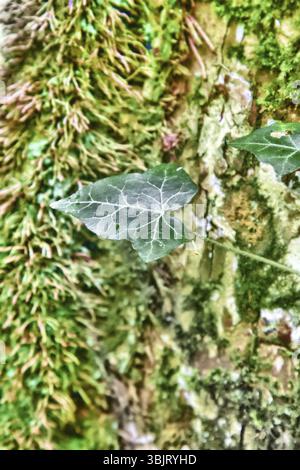 Deciduous forest entwined with European ivy in Central Europe, ivy ...
