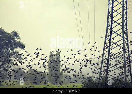 Starlings during migration and wintering grounds in Europe. Mass ...