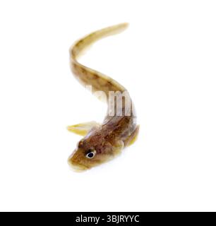 Very attractive animal in different poses Stock Photo - Alamy