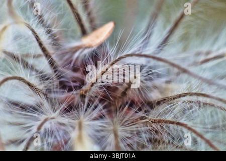 Enlarged flowers (even outwardly simple) look amazingly beautiful when ...
