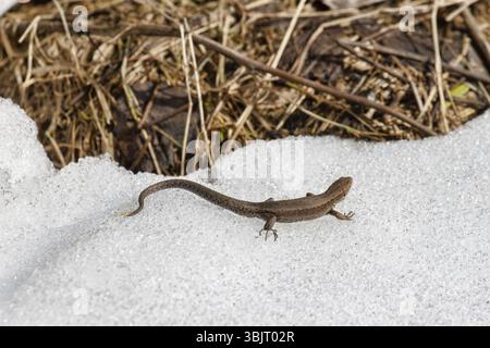 Common English lizard (Lacerta vivipara) migrates in the spring. This ...
