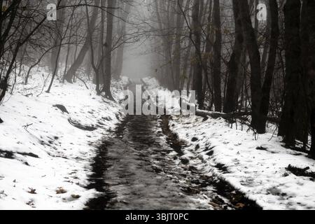 Scotch mist, thick fog hung over the forest path and the wet snow ...