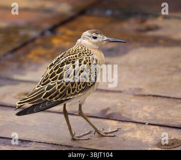 Tired during the flight Sandpiper ruff landed on the deck of the ship ...
