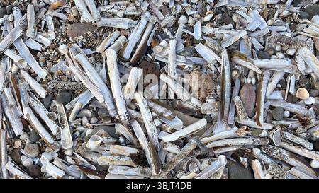 Wind-swept beach sand adorned with scattered shells, showcasing nature ...