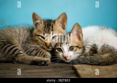 Two young striped kittens cuddling together on a wooden floor, looking ...