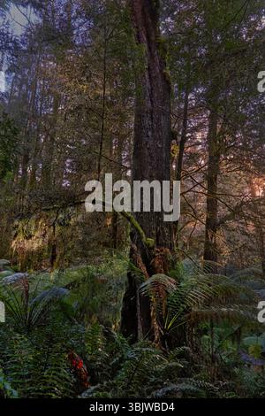 Myrtle Beech (Nothofagus cunninghamii Stock Photo - Alamy