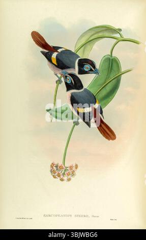 illustration of Mindanao Wattled Broadbill (Sarcophanops steerii Stock ...