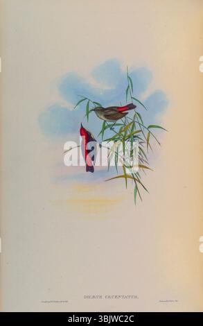 Colorful male Scarlet-backed Flowerpecker perching on a perch looking ...