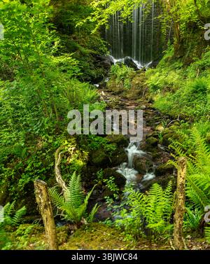 Delightful winding white water waterfall flowing through a verdant fern ...