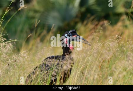 Abyssinian Ground Hornbill (Bucorvus abyssinicus) Male flying ...