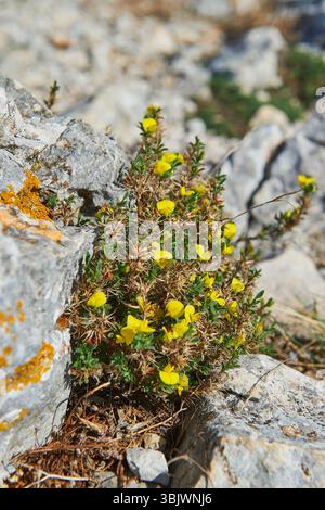 Ononis natrix, the yellow restharrow or shrubby rest-harrow, is a ...