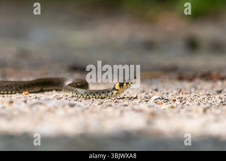 A closeup of grass snake crawling on wooden surface Stock Photo - Alamy